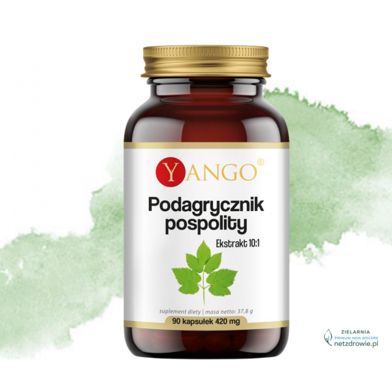 PODAGRYCZNIK pospolity (Aegopodium podagraria L.). Leksykon ziół